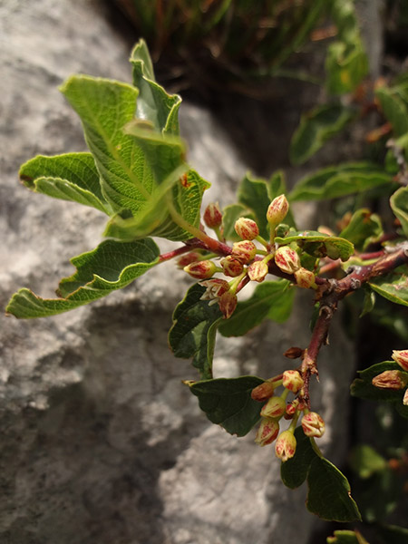 Vergangene Reisen - Botanikreisen